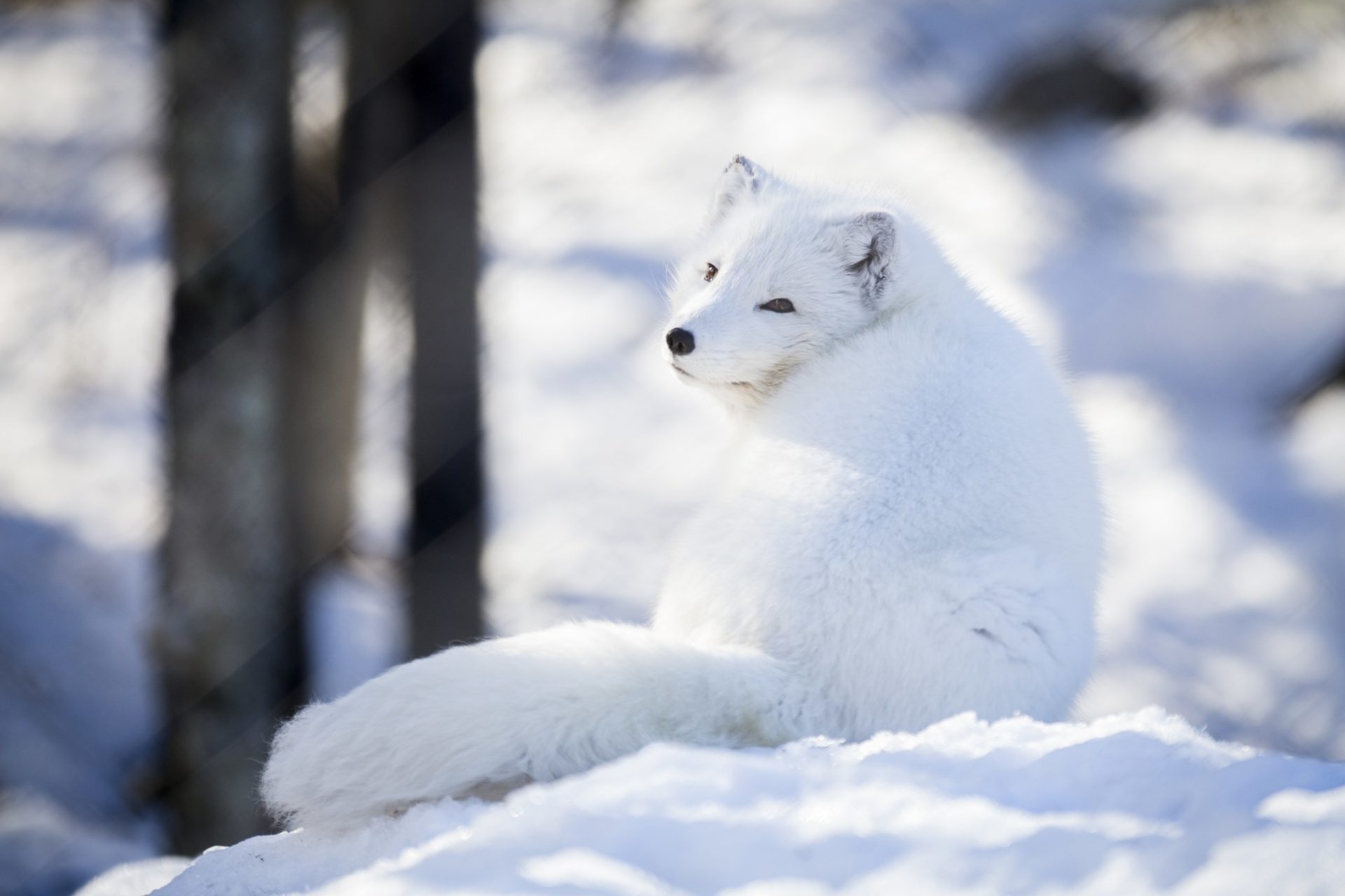 Arctic fox - Ranua Resort