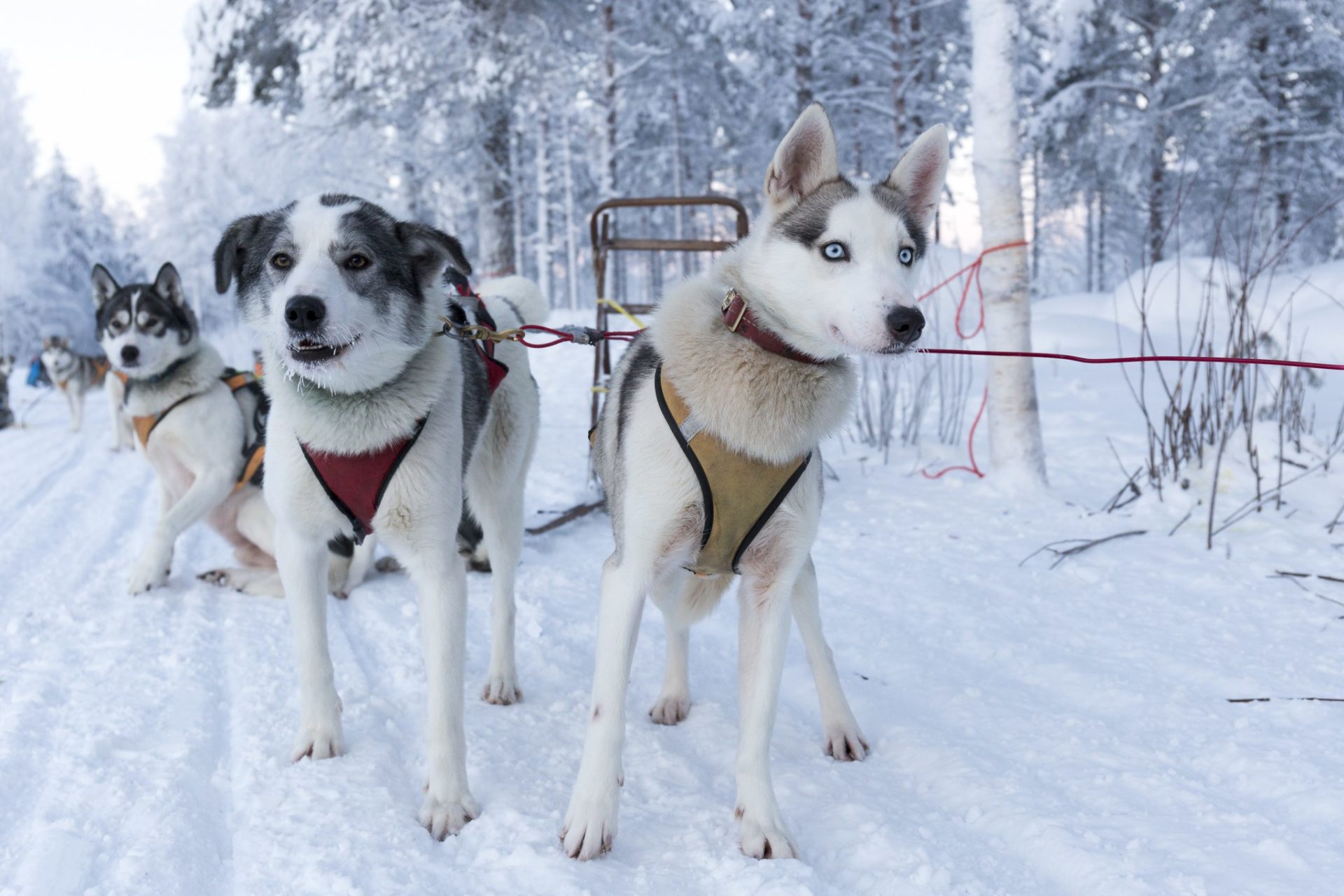 Husky safaris - Ranua Resort