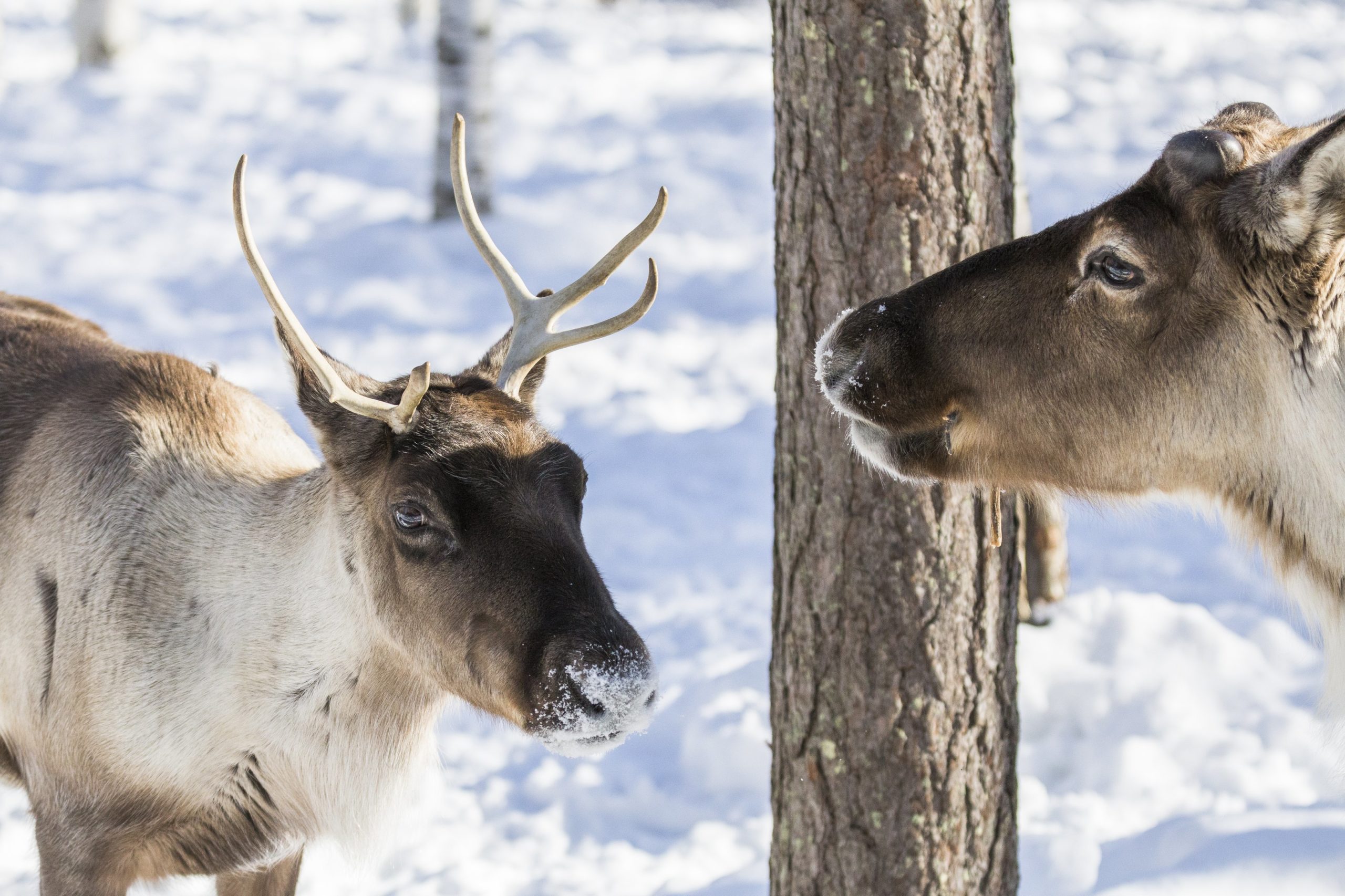 Wild forest reindeer - Ranua Resort