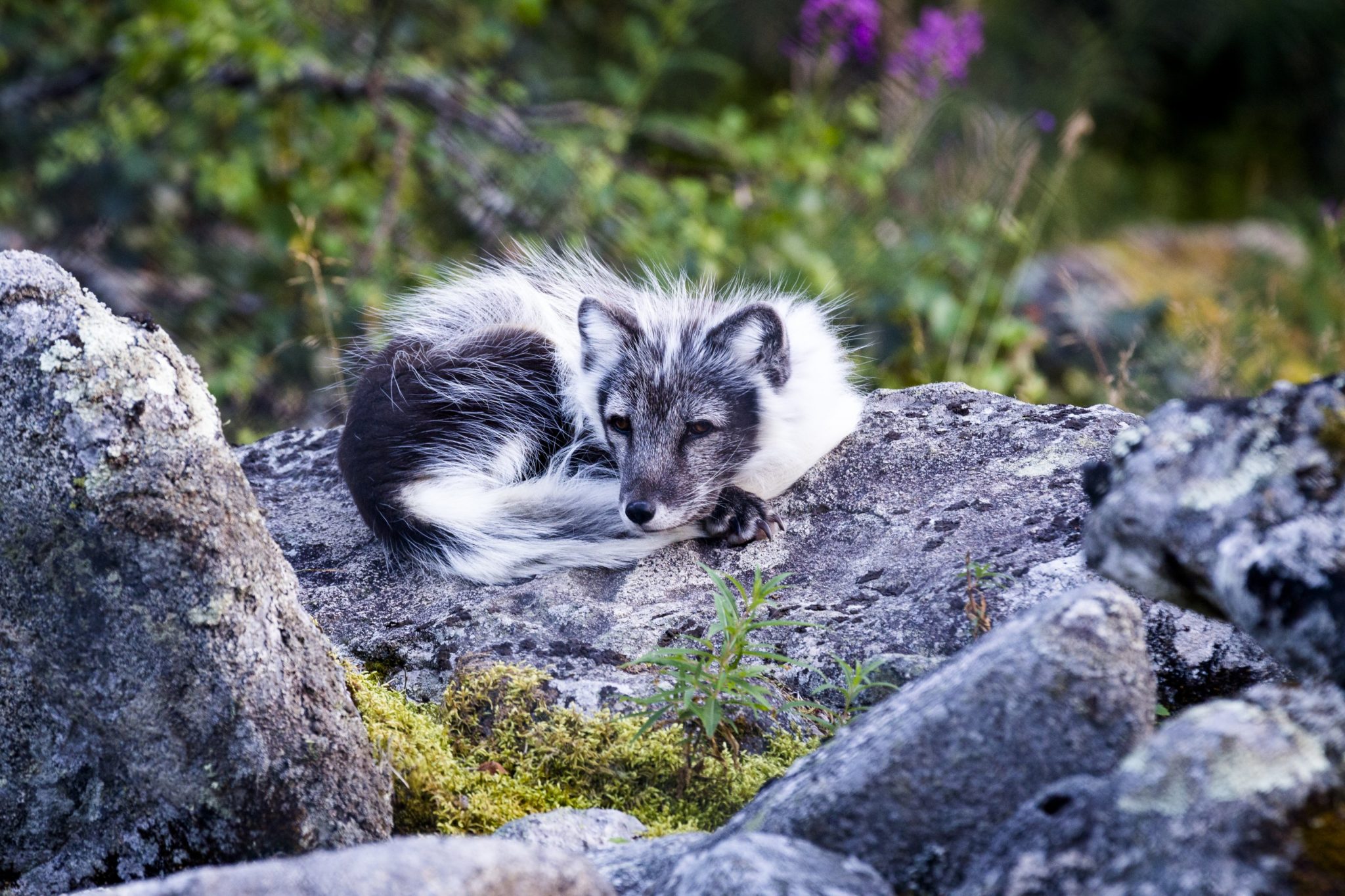 Arctic fox - Ranua Resort