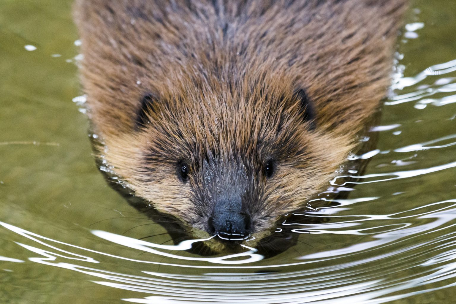 EURASIAN BEAVER - Ranua Resort