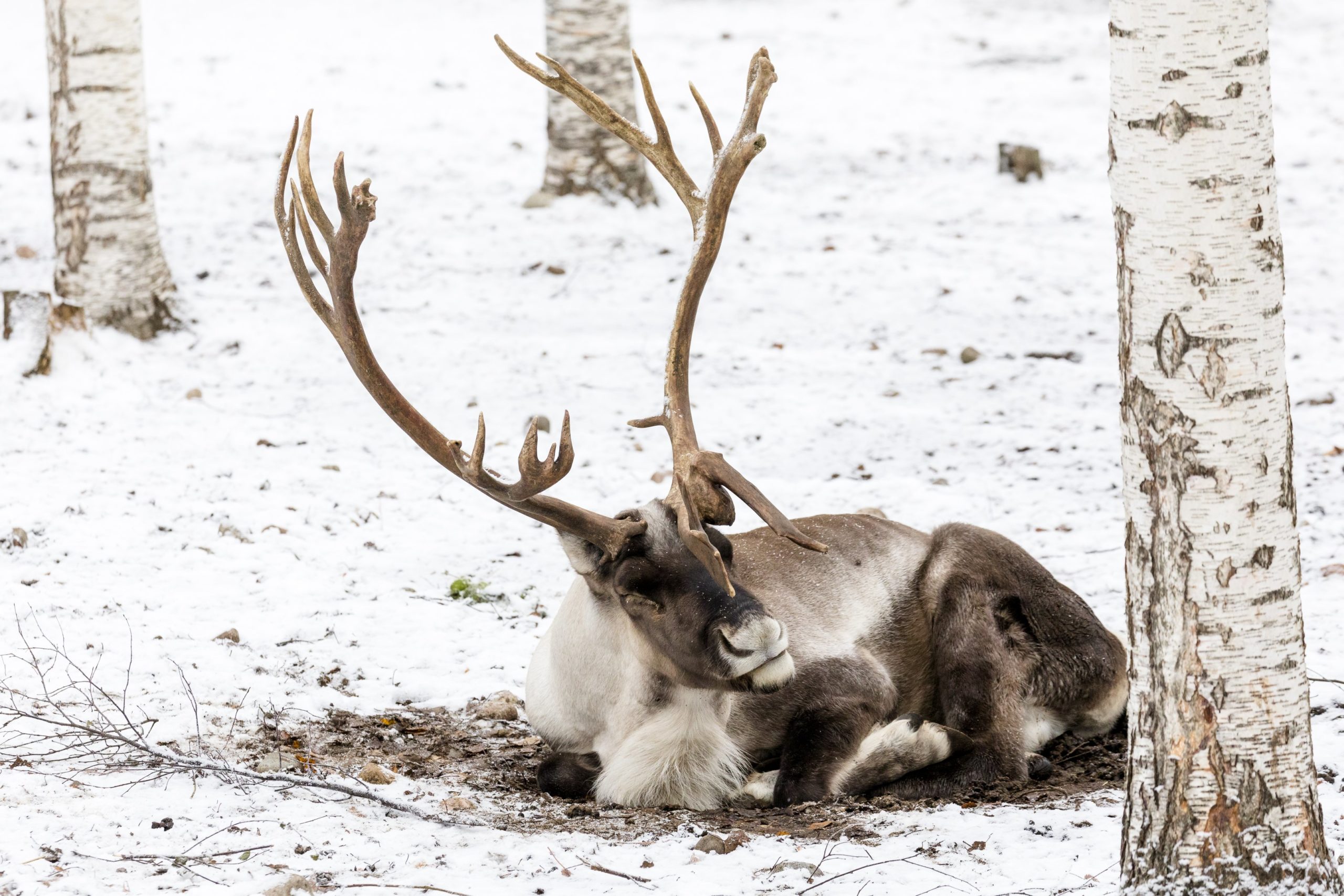Wild forest reindeer - Ranua Resort