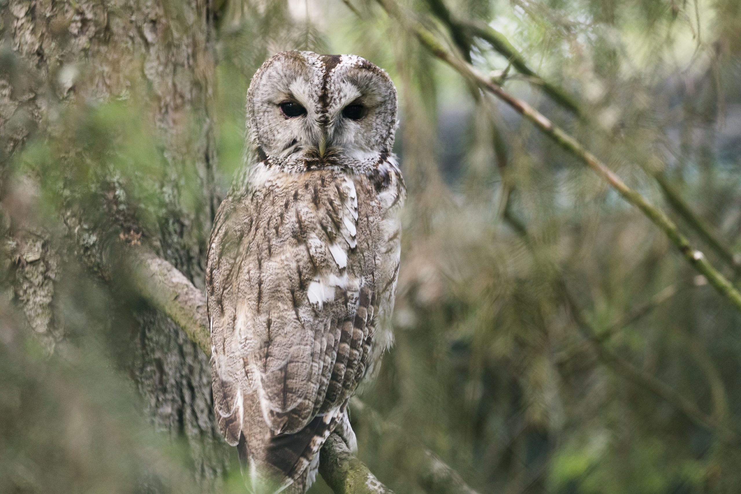 Tawny owl - Ranua Resort