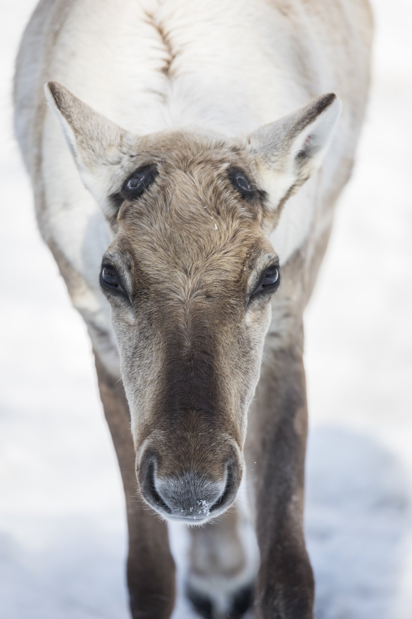 Wild forest reindeer - Ranua Resort