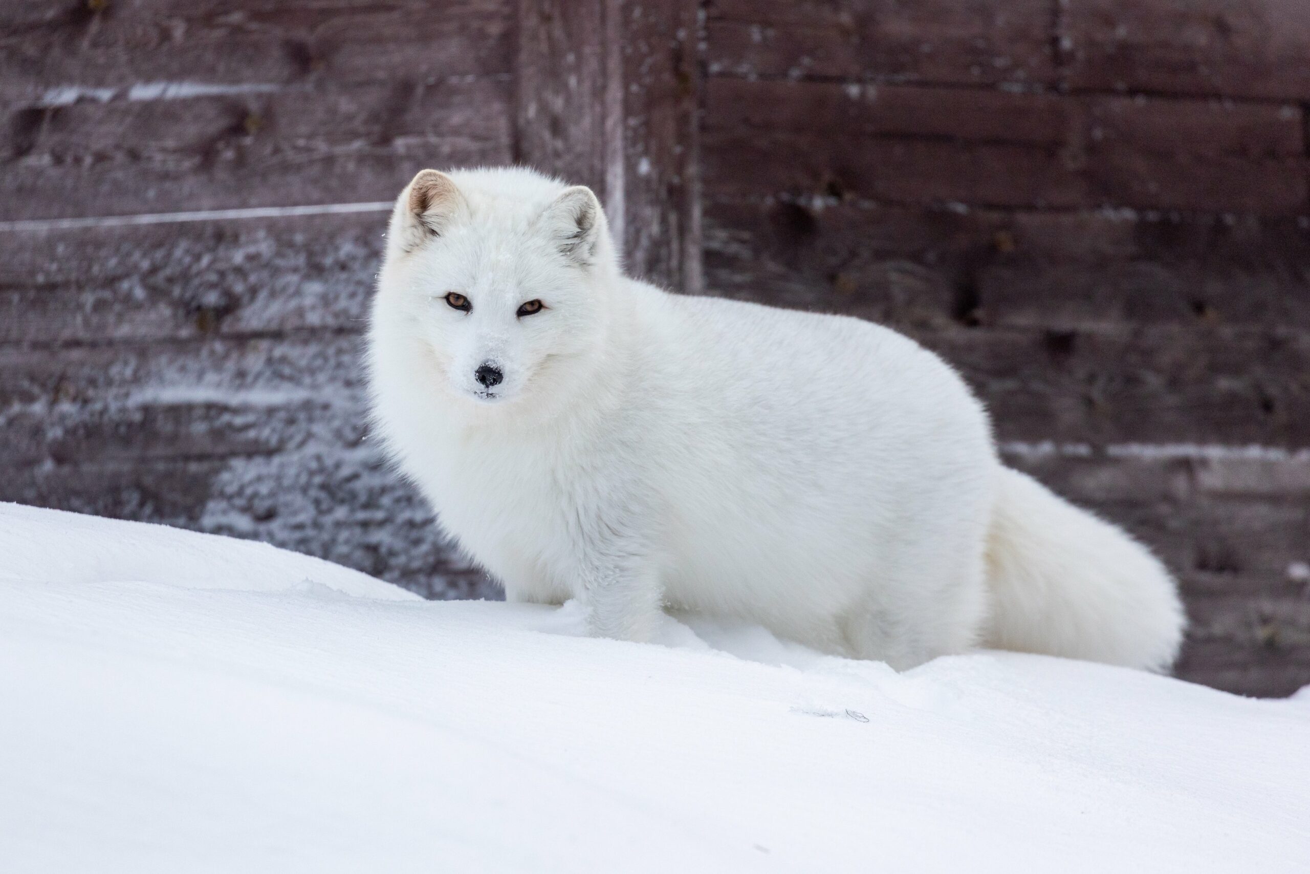 Arctic fox - Ranua Resort